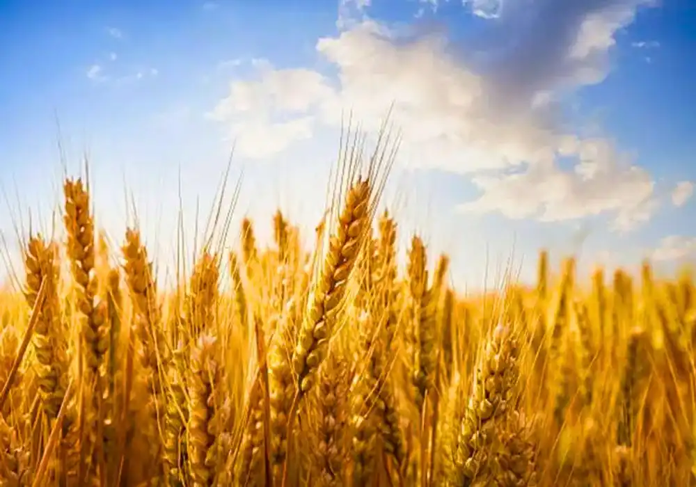 India's Harvest Vision 2025-26: Decoding the 362.5 Million Tonne Rabi ...
