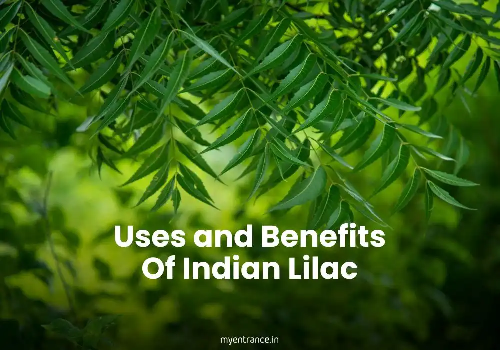 The Versatile Uses and Profound Benefits of Indian Lilac - My Entrance