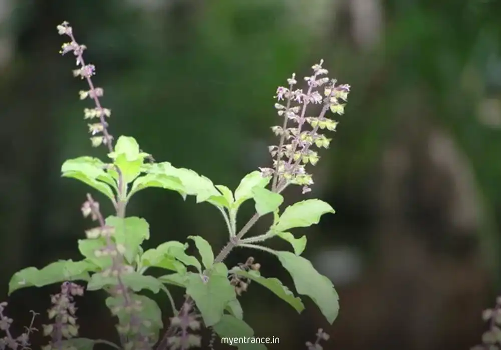 Holy Basil: Unveiling India's Sacred Herb – A Must-Know for Competitive ...